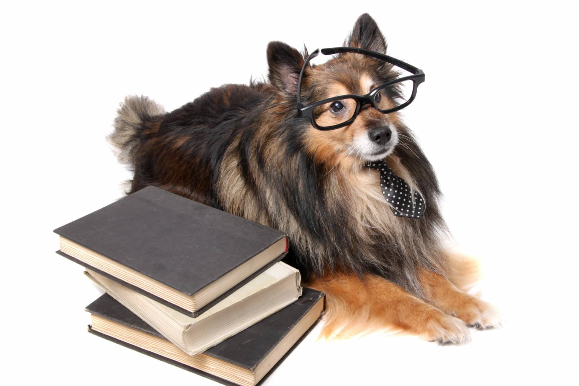 Adult Dog Information Packet - Maple Grove Pet Hospital